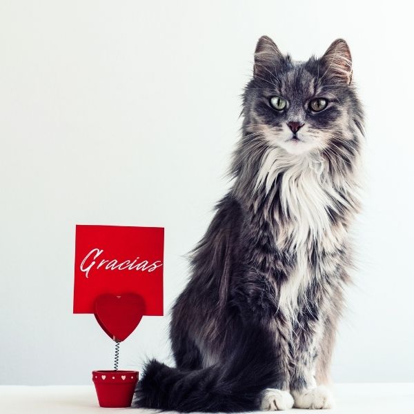 gift card gracias love cat